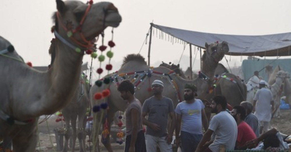 PAKISTAN EID AL ADHA PREPARATIONS