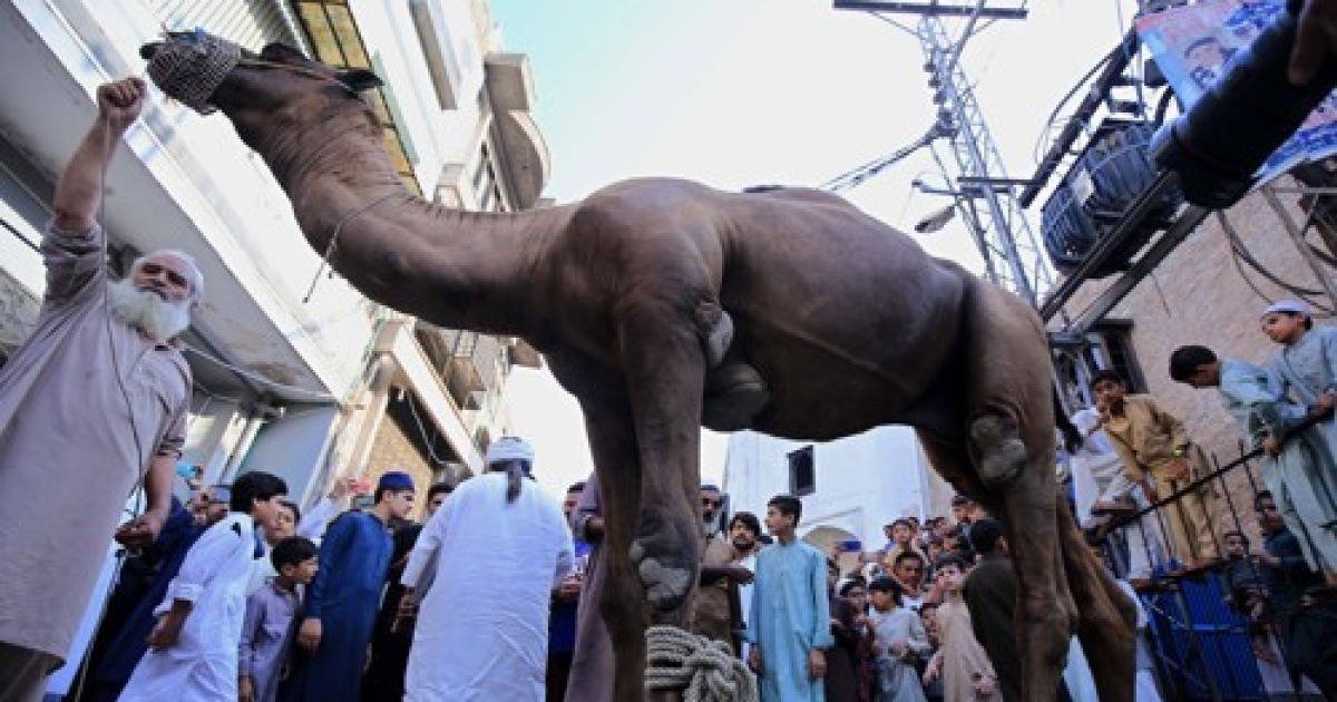 PAKISTAN EID AL ADHA ISLAM BELIEF