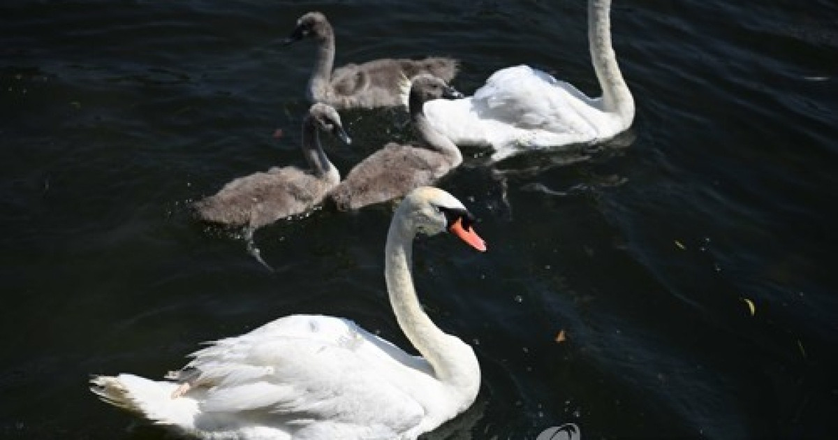 BRITAIN SWAN UPPING