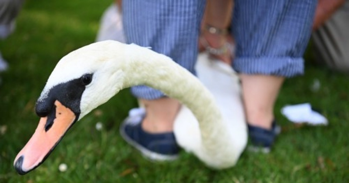 BRITAIN SWAN UPPING