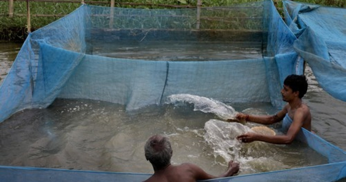 INDIA PHOTO SET FISH FARMING IN BENGAL