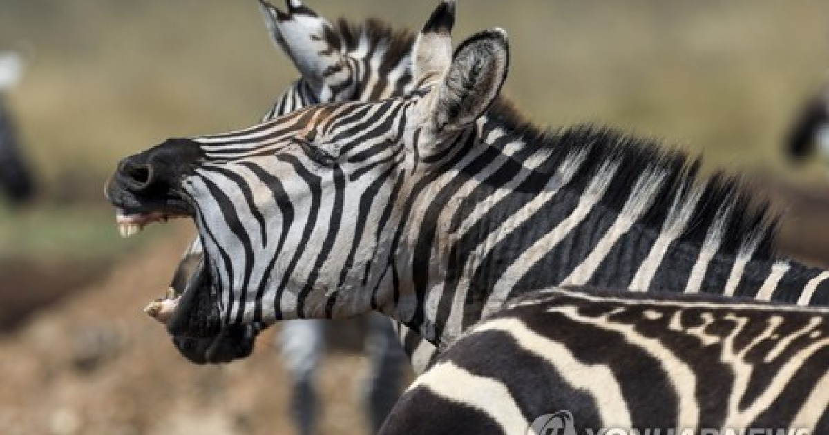 KENYA ANIMALS WILDLIFE CONSERVANCY