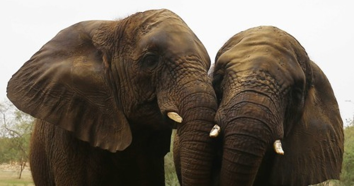 PAKISTAN WORLD ELEPHANT DAY