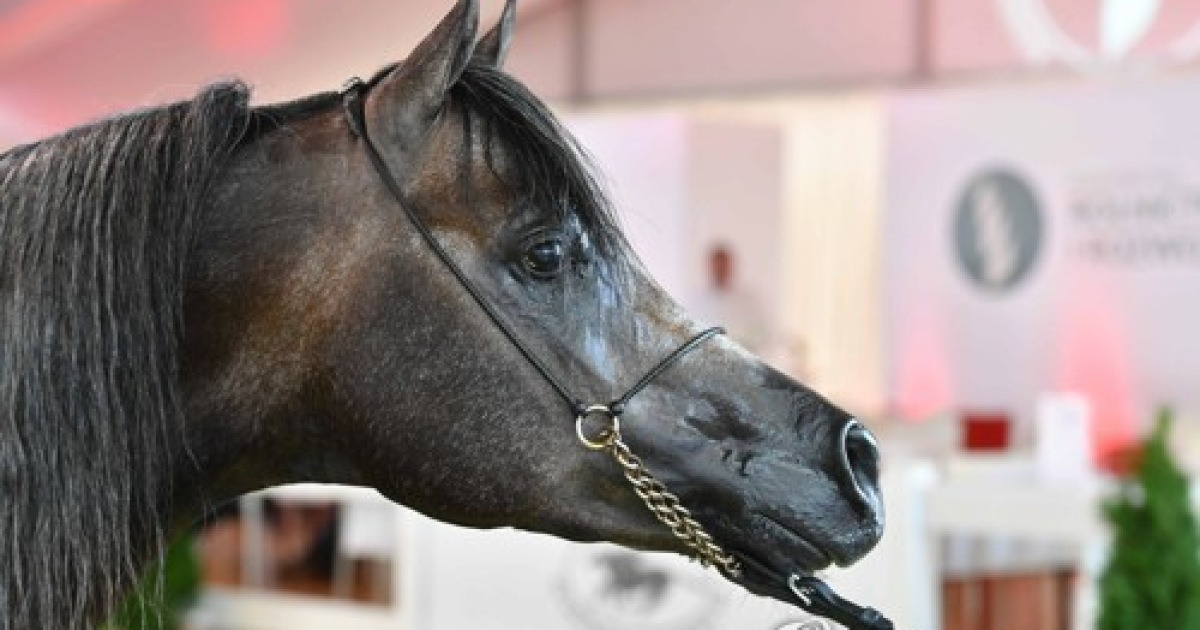 POLAND ARABIAN HORSE DAYS