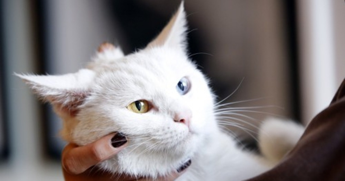 IRAN PHOTO SET PERSIAN CAT CAFE MUSEUM