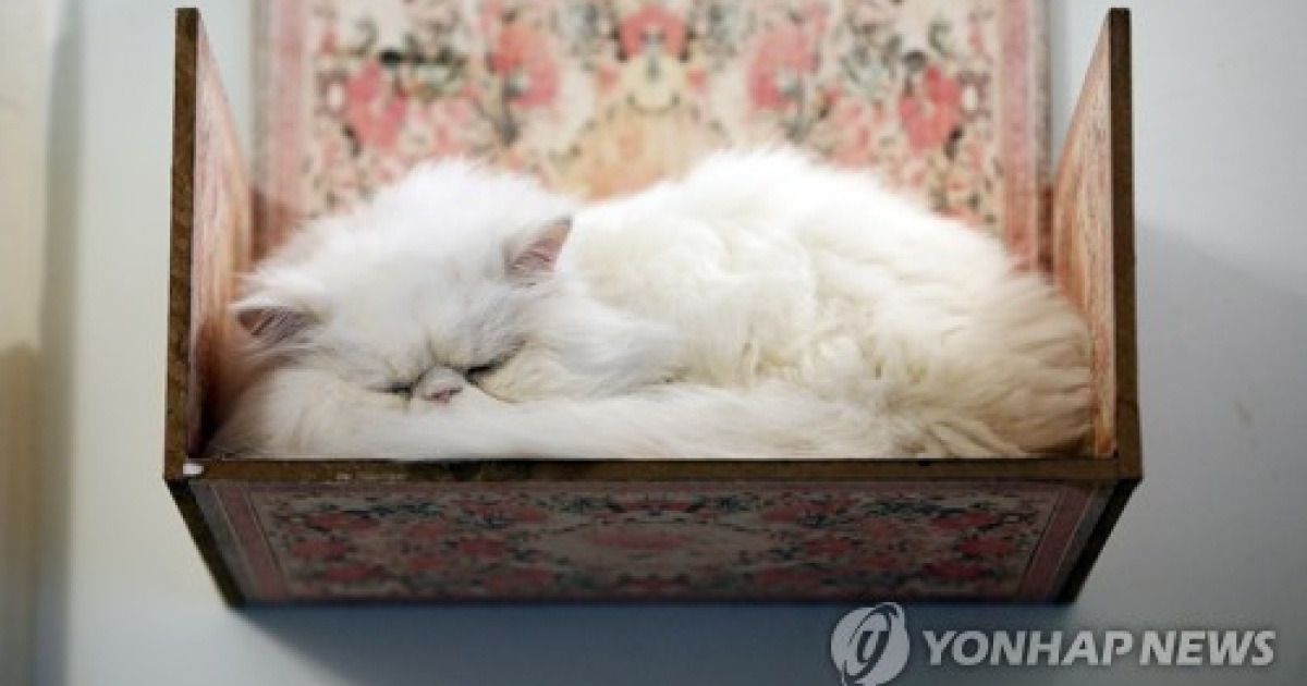 IRAN PHOTO SET PERSIAN CAT CAFE MUSEUM