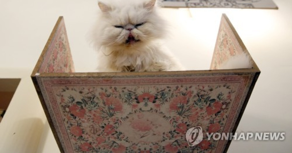 IRAN PHOTO SET PERSIAN CAT CAFE MUSEUM