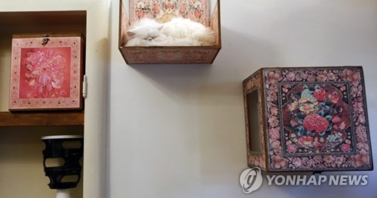 IRAN PHOTO SET PERSIAN CAT CAFE MUSEUM