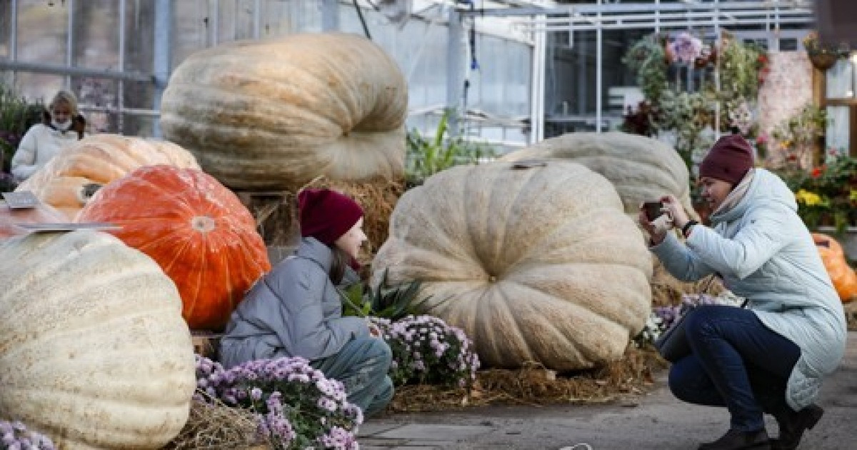 RUSSIA LARGEST PUMPKINS GROWN EXHIBITION