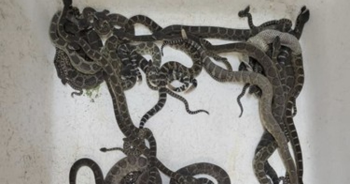 Snakes Under Home