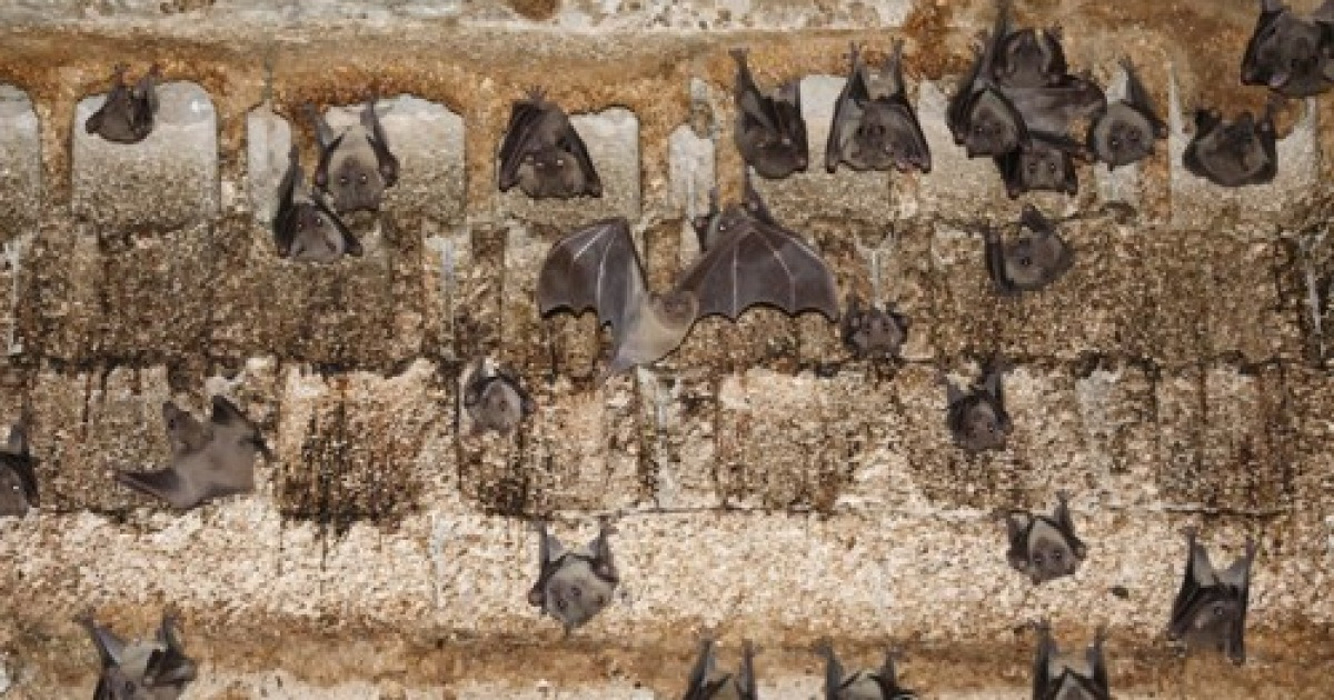 MIDEAST ISRAEL PHOTO SET EGYPTIAN FRUIT BATS