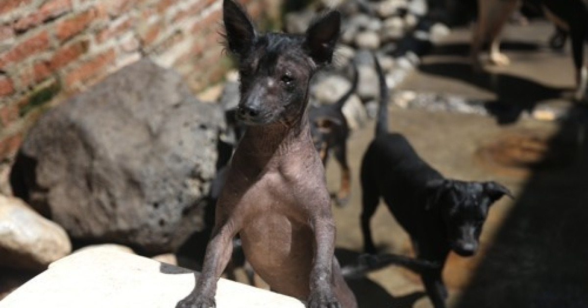 MEXICO DOGS TRADITIONS