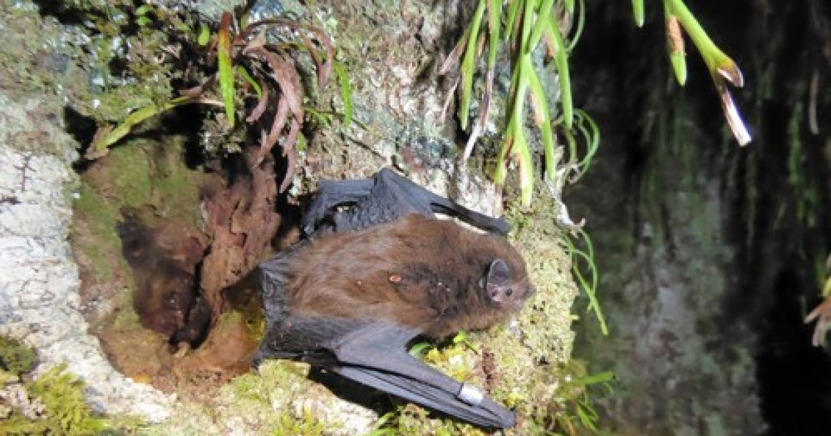 NEW ZEALAND-WELLINGTON-NATURE-BIRD OF THE YEAR