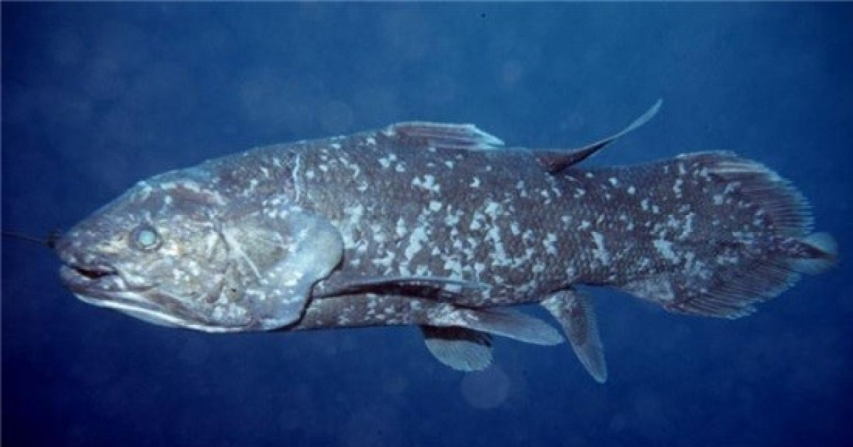 해양자연사박물관, 고생대 생물 '실러캔스' 모형 공개