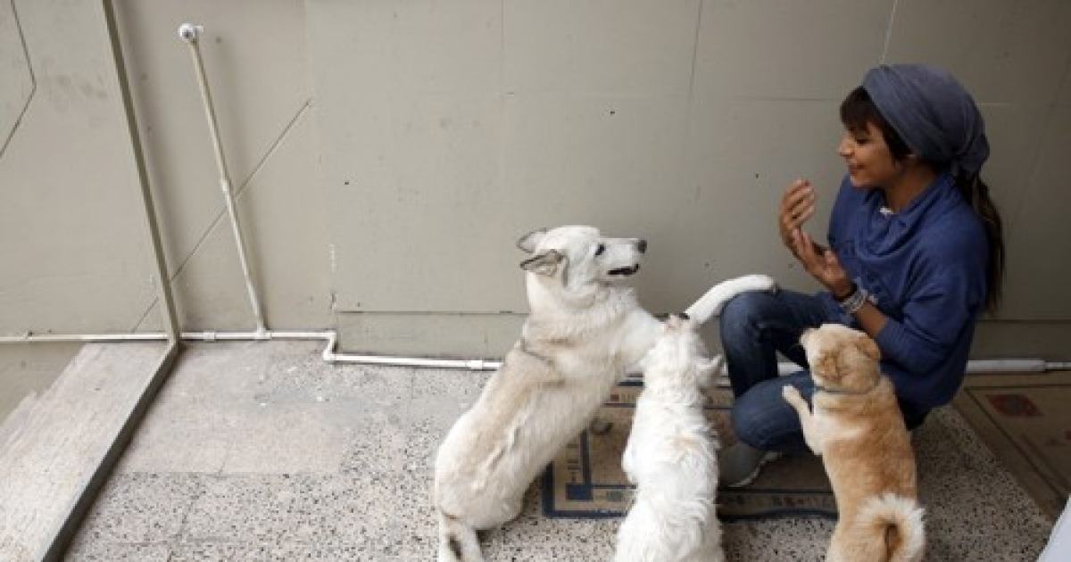 IRAN PHOTO SET LAW HOME PETS