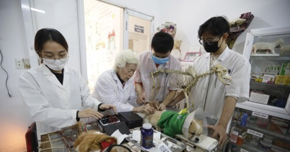 VIETNAM PHOTO SET VETERINARY CLINIC PETS