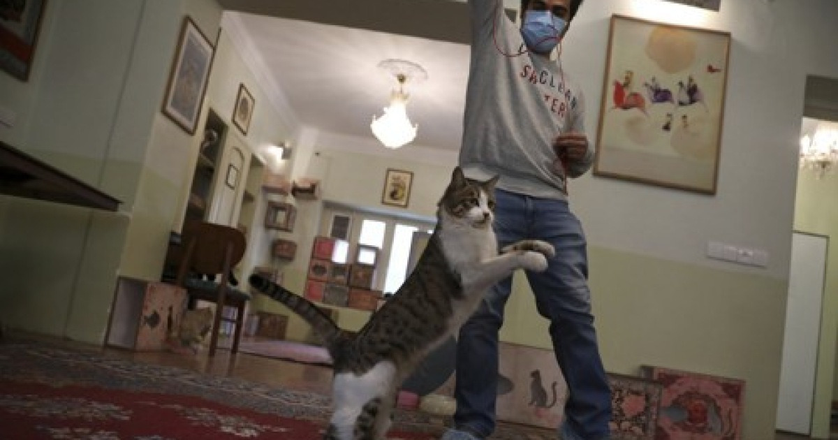 Iran Cat Museum