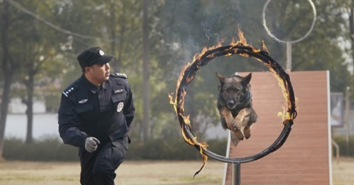 CHINA-HUBEI-WUHAN-POLICE DOG-TRAINING (CN)