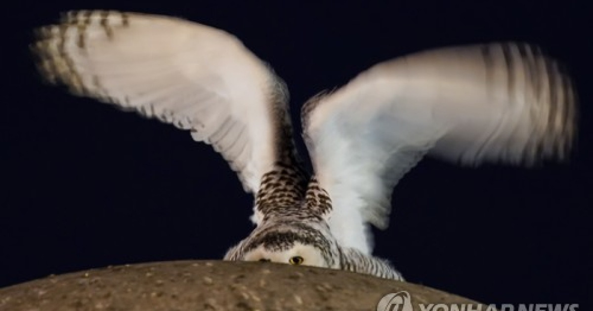 Snowy Owl Washington Monuments