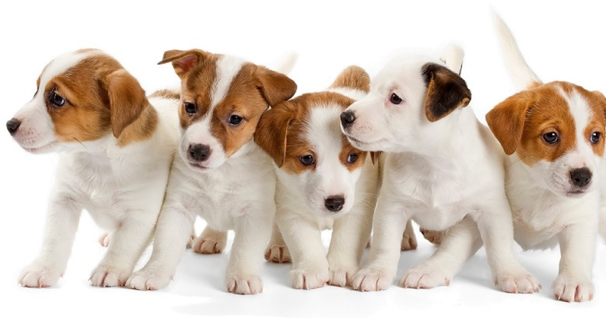 'Rent a puppy for a day'