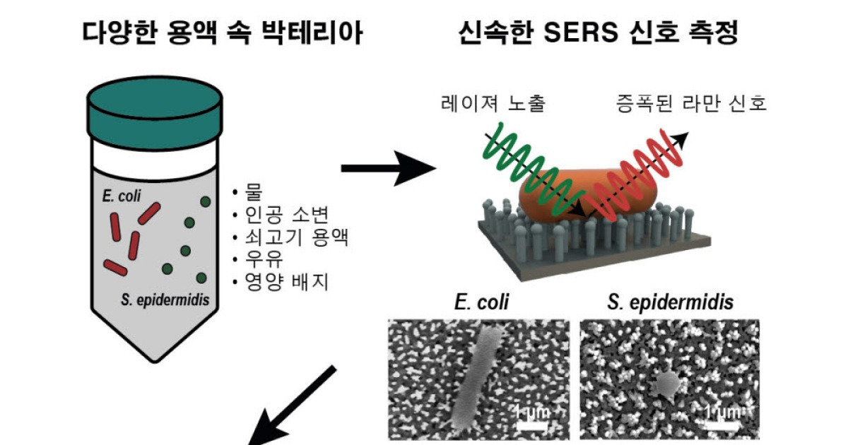 KAIST, '딥러닝' 응용해 박테리아 신속 검출 방법 개발