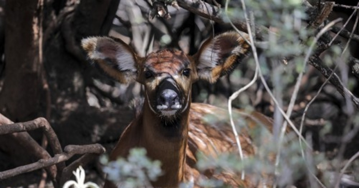 KENYA MAWINGU MOUNTAIN BONGO SANCUTUARY