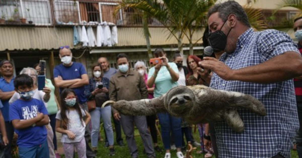 Venezuela Rescue Sloth