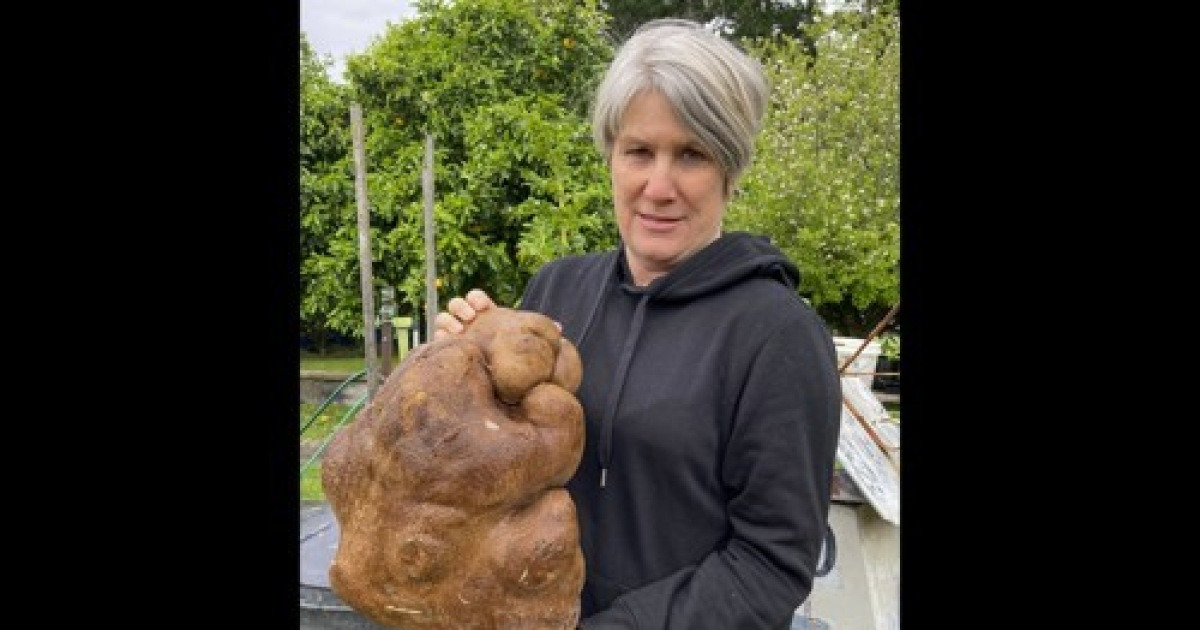 New Zealand No Potato