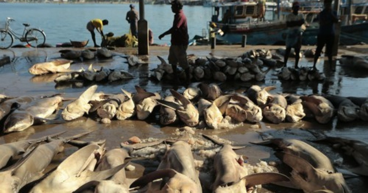 Ocean Fisheries Armed Conflict