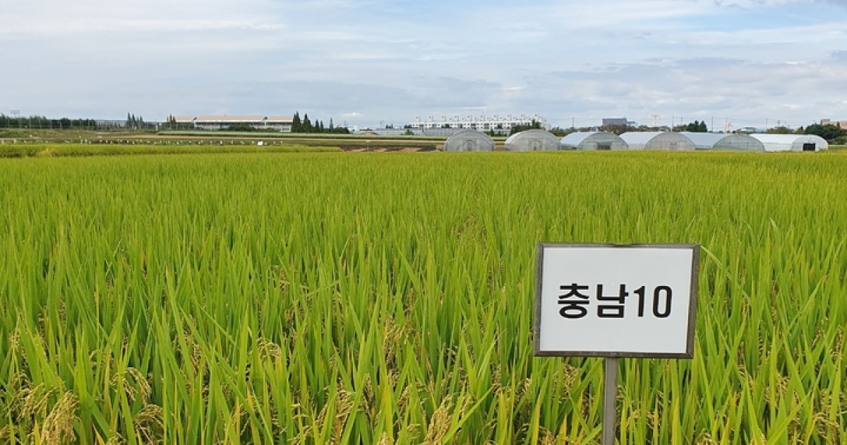 충남도 농업기술원, 신품종 쌀 '향진주' 개발
