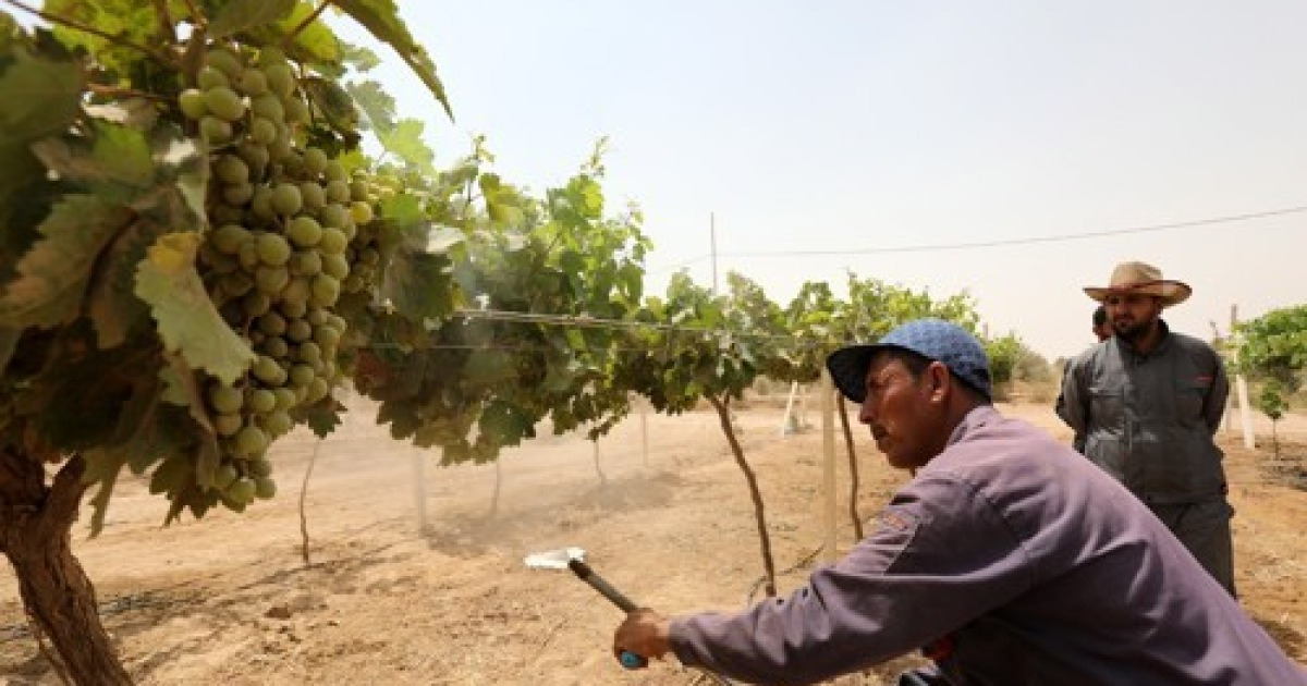 IRAQ PHOTO SET AGRICULTURE