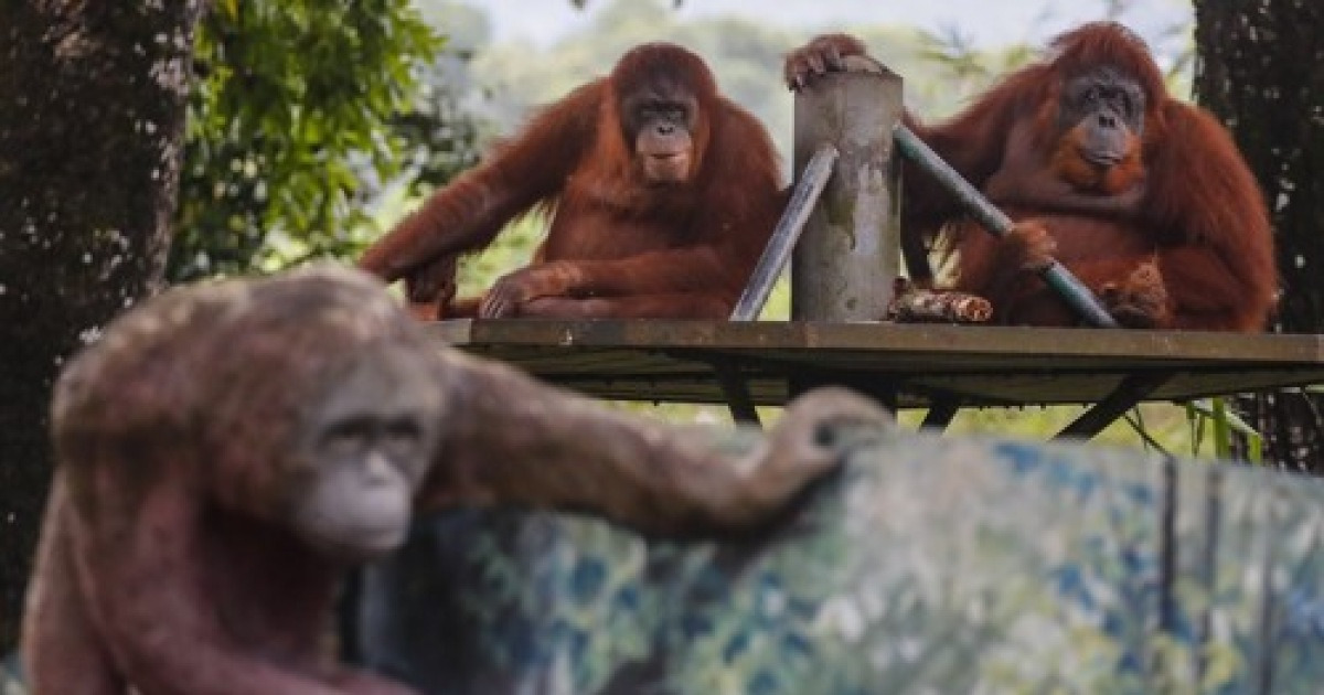 MALAYSIA ANIMALS