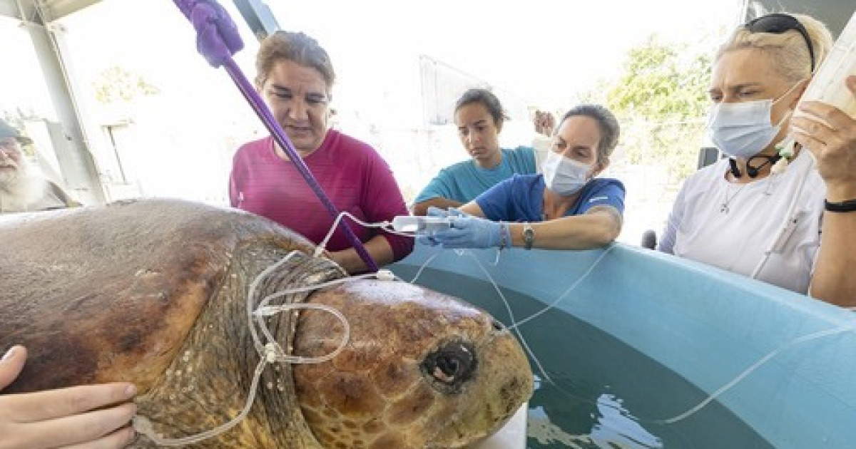 Sea Turtle-Shark Bite