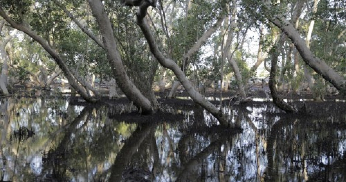 Africa Mangroves Photo Gallery