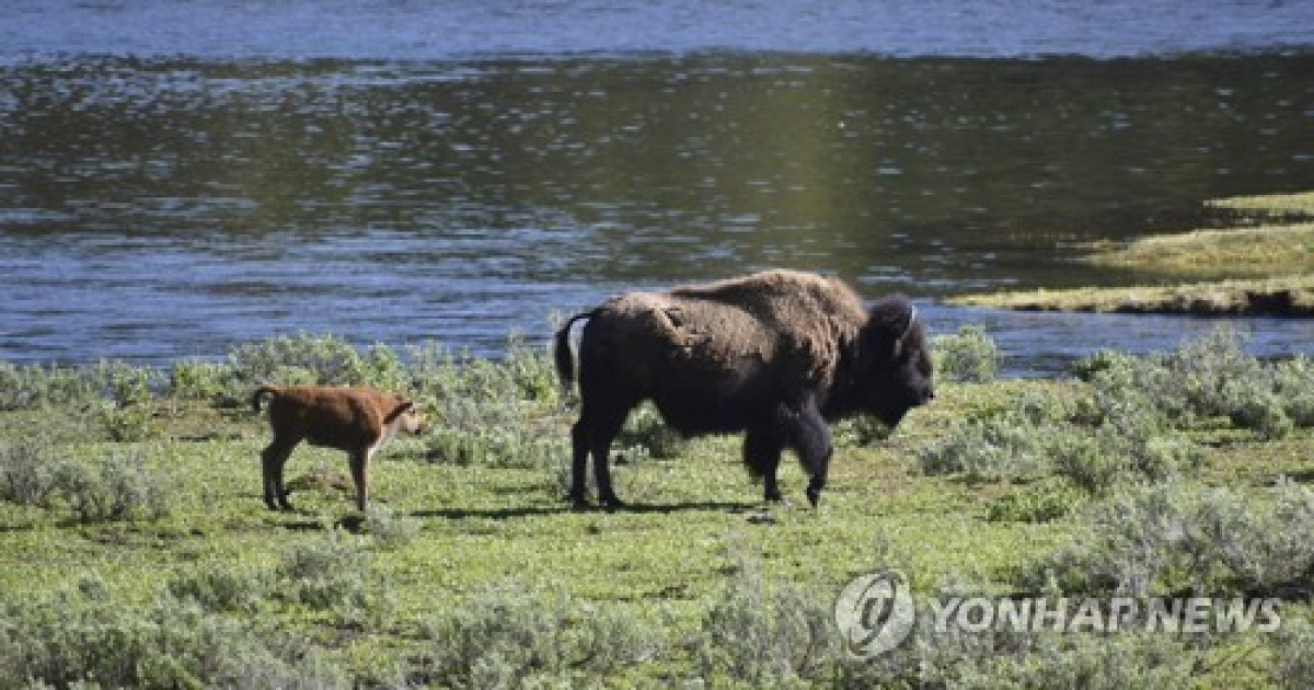 Yellowstone Bison Goring