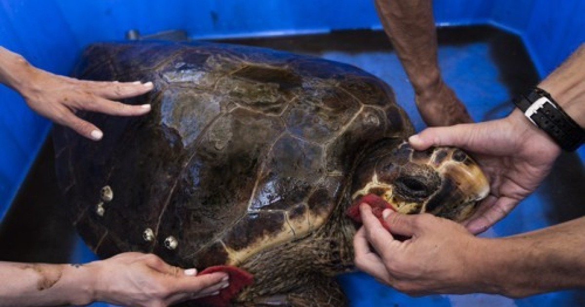Israel Sea Turtles