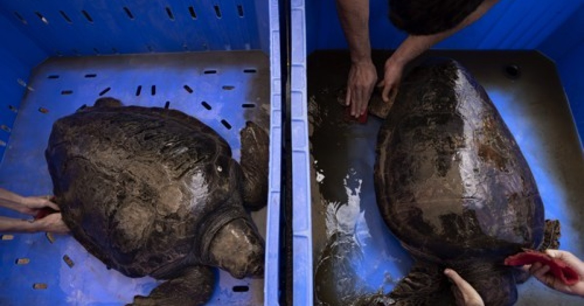 Israel Sea Turtles