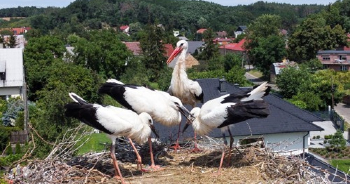 POLAND ANIMALS STORKS