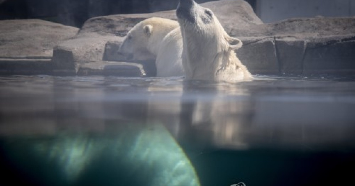 DENMARK WEATHER ANIMALS