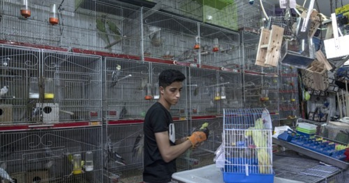 Gaza Bird Catchers