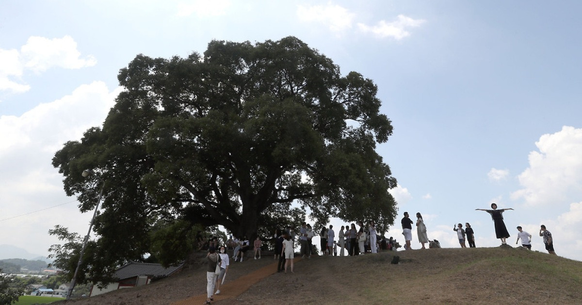 Hackberry from 'Extraordinary Attorney Woo' receives natural monument ...