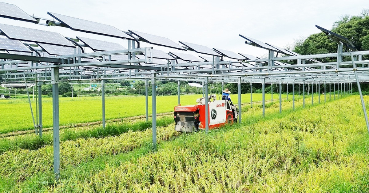 [From the Scene] Growing crops under solar panels: Korea tests ...