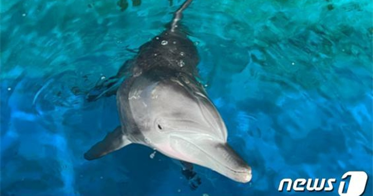남방큰돌고래 '비봉이' 훈련모습..13일부터 해양환경포털 통해 사진·동영상 공개