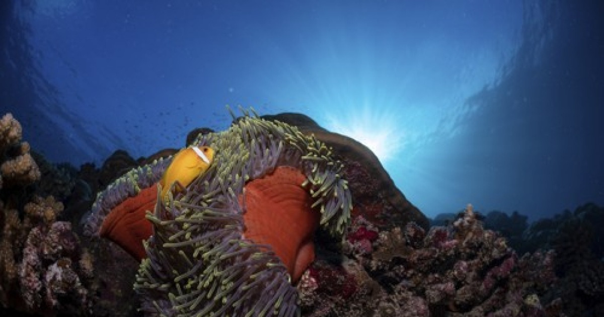 Maldives Nekton Mission 2022