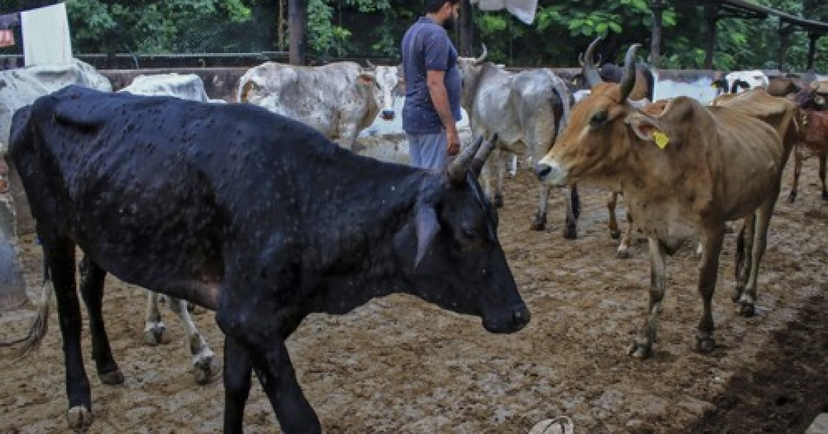 India Cattle Disease