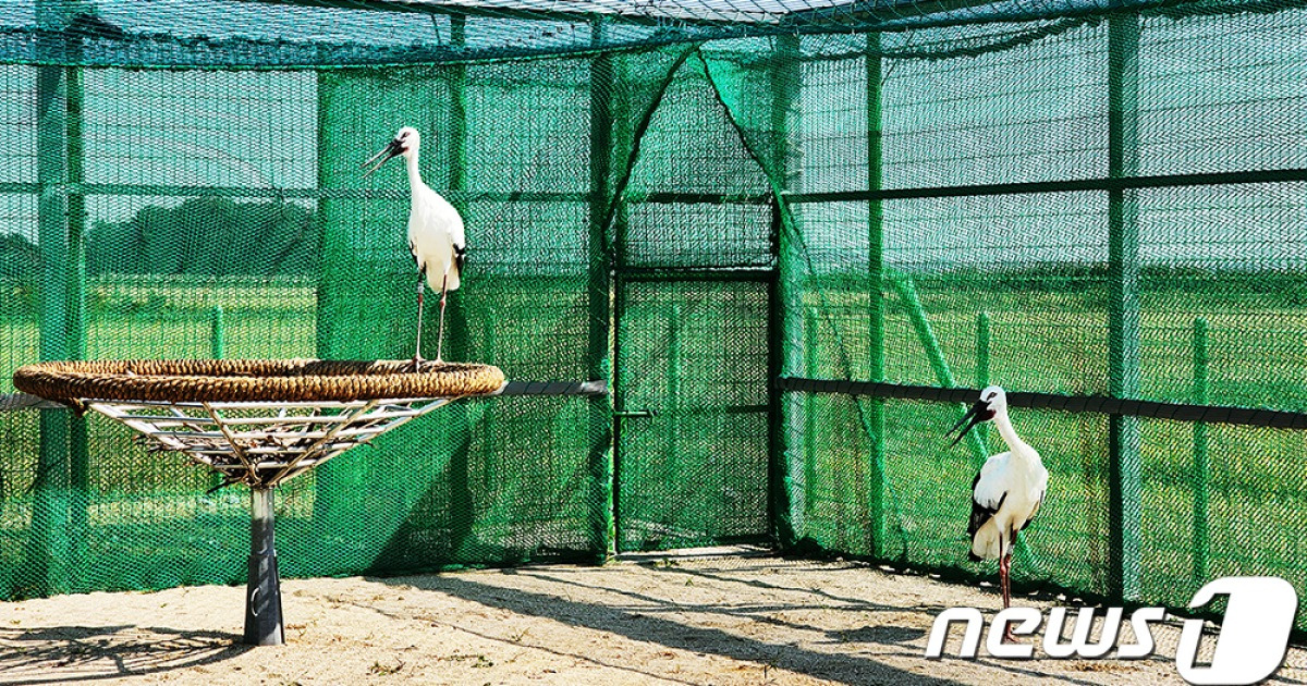 철새도래지 서산 천수만에 황새부부 한 쌍 '새 둥지'