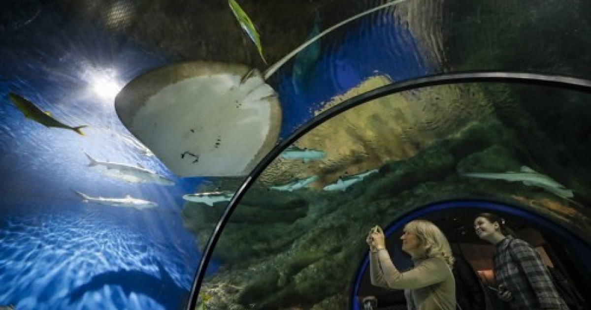 RUSSIA MOSCOW OCEANARIUM SHOW