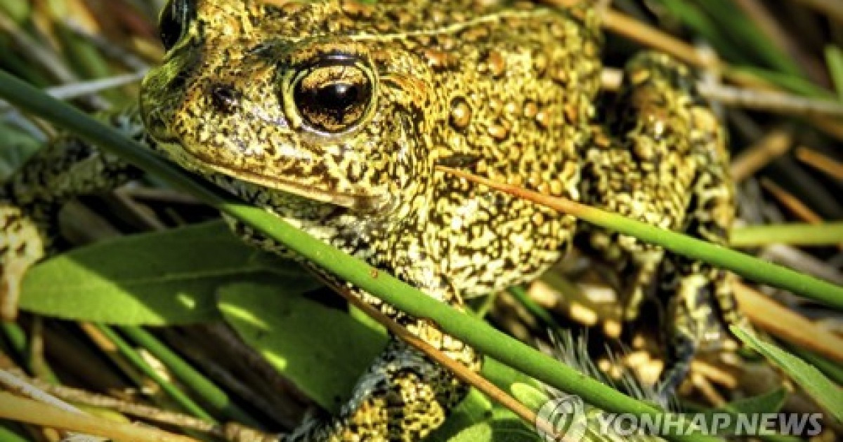 Endangered Species Act Rare Toad