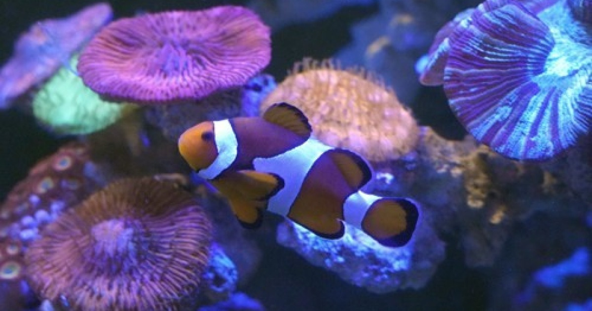 Aquarium Fish-Captive Breeding