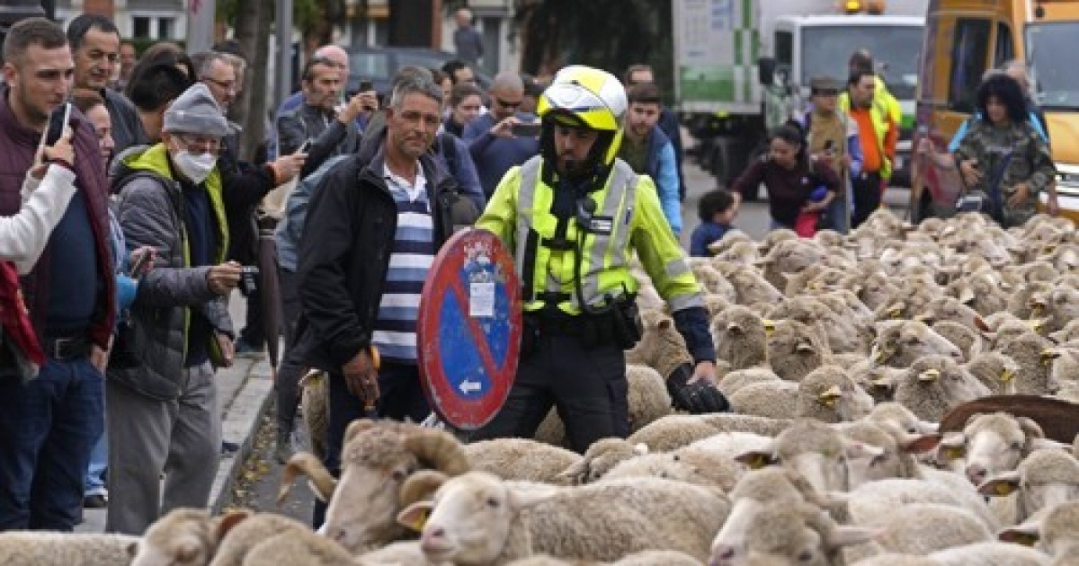Spain Sheep Crossing